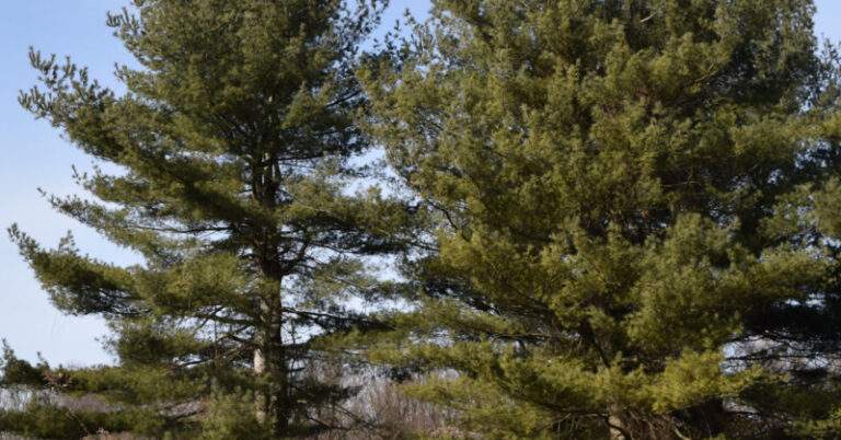20 Interesting Facts about The Eastern White Pine Tree - Treebanyan.com
