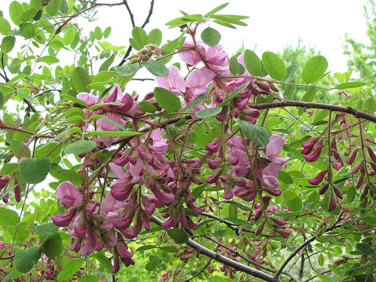 10 Different Types of Honeylocust Tree - Treebanyan.com