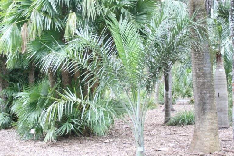 20 Different Types of Palm Trees - Treebanyan.com