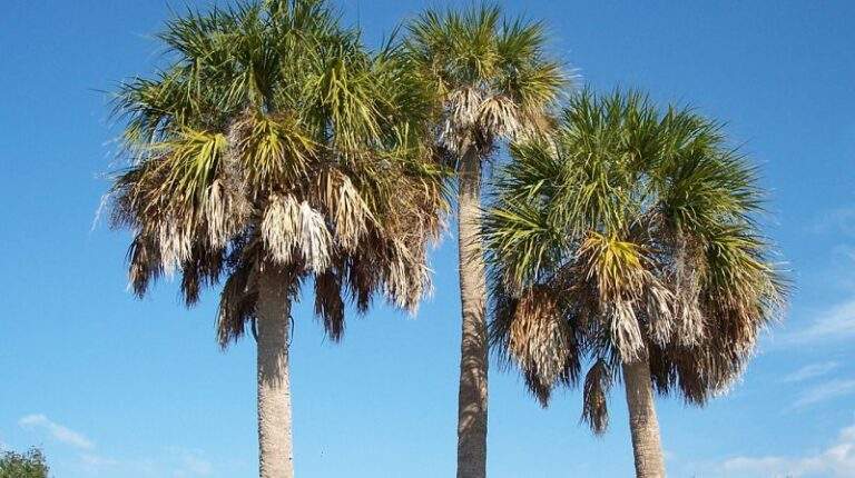 20 Things You Didn't Know about The Cabbage Palm Tree - Treebanyan.com