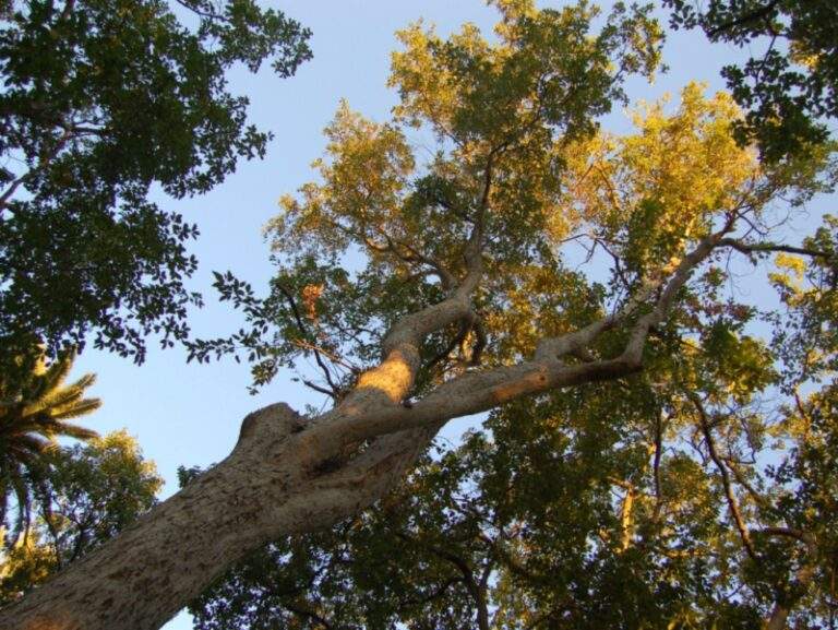 20 Different Types of Maple Trees - Treebanyan.com