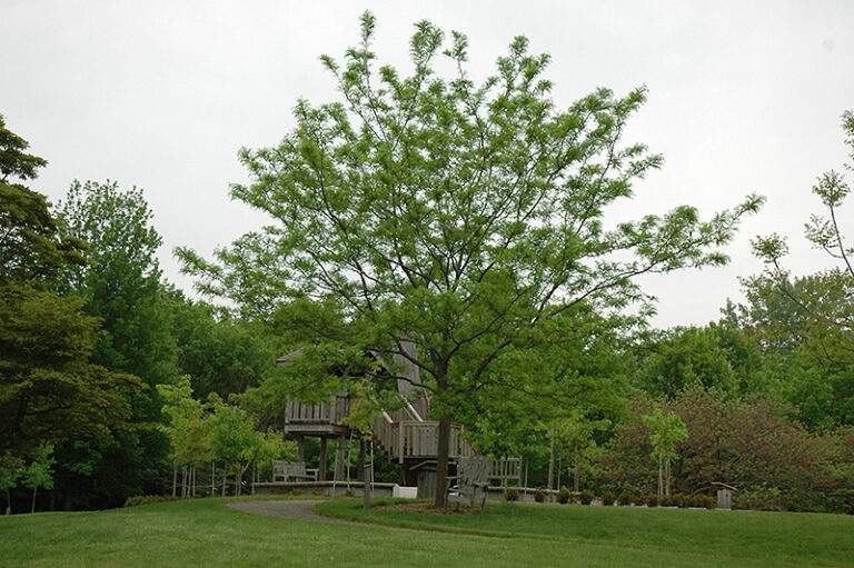 10 Different Types of Honeylocust Tree - Treebanyan.com