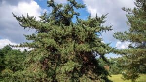 Identifying 6 Types of Pine Trees in Wisconsin - Treebanyan.com