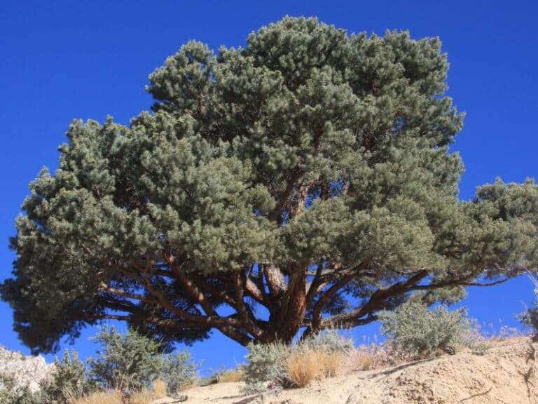 13 Types of Pine Trees to Look for in Colorado - Treebanyan.com