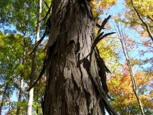 20 Different Types of Trees to Look for on Long Island - Treebanyan.com