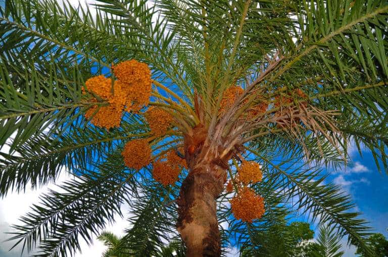 20 Different Types of Palm Trees - Treebanyan.com