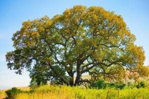 20 Interesting Facts about The White Oak Tree - Treebanyan.com
