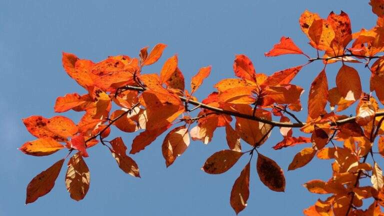 20 Different Types of Trees to Look for on Long Island - Treebanyan.com