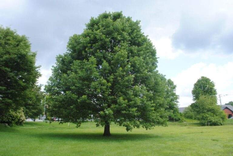 20 Interesting Facts about the Swamp White Oak Tree - Treebanyan.com