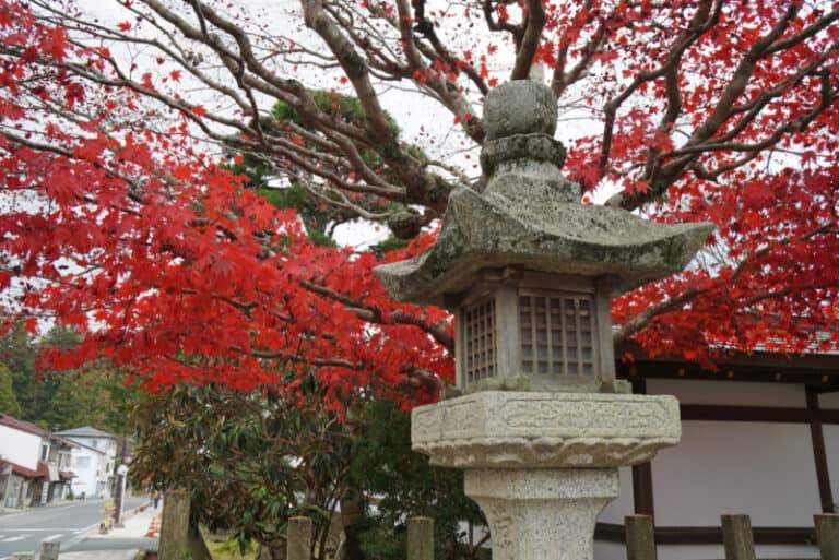 How Many Types of Japanese Maple Trees are There?
