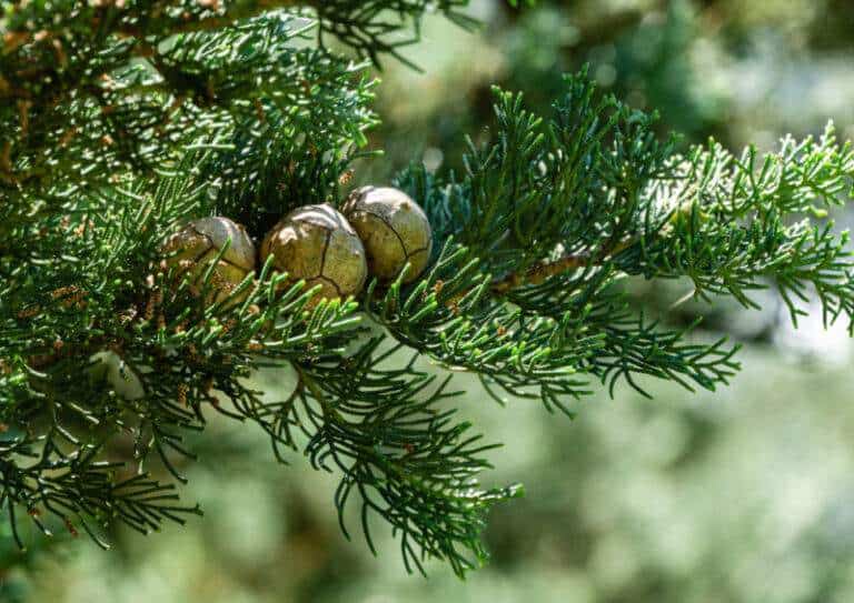 20 Different Types of Cypress Trees