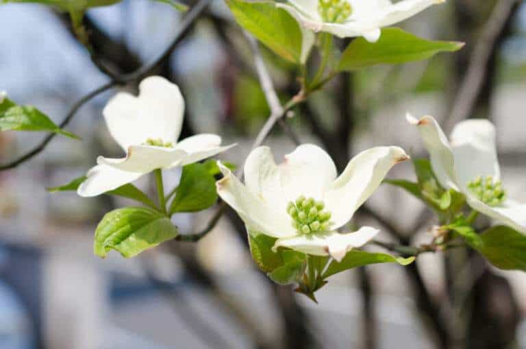 20 Different Types of Dogwood Trees