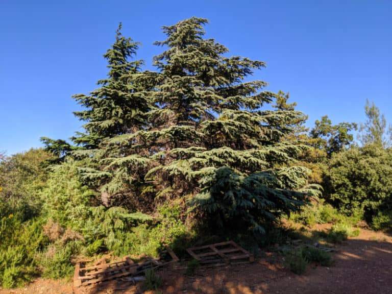 20 Different Types of Cedar Trees