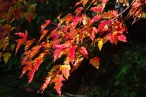 6 Different Types of Red Maple Trees