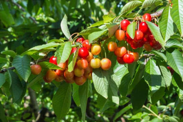 20 Different Types of Cherry Trees